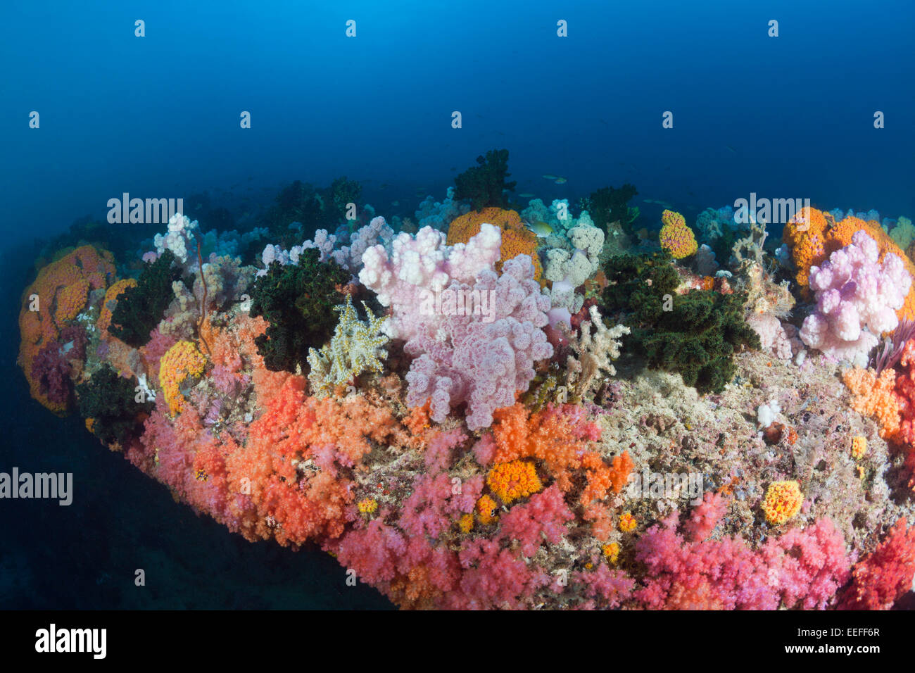 Colored Coral Reef, Triton Bay, West Papua, Indonesia Stock Photo - Alamy