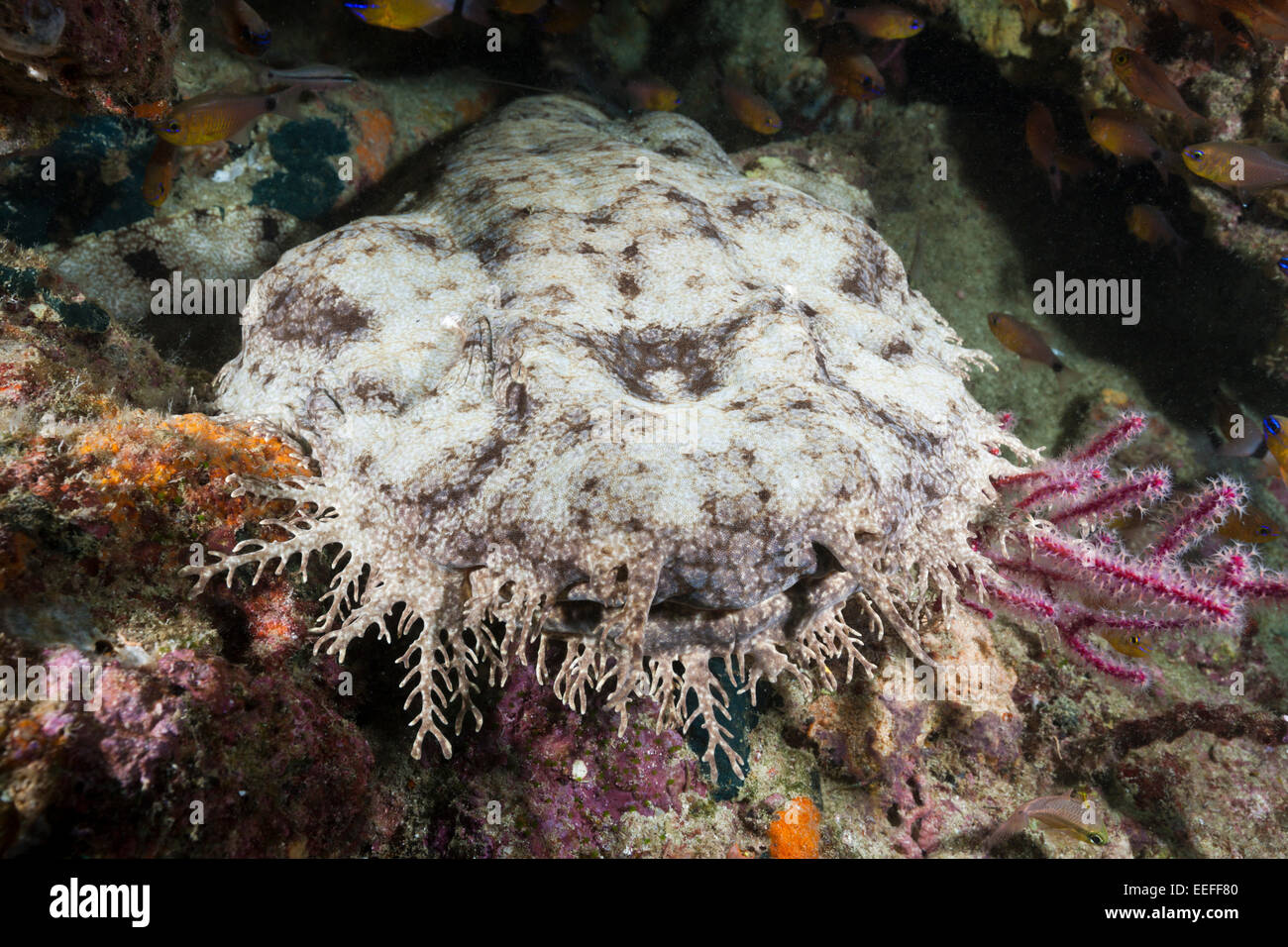 Wobbegong shark hi-res stock photography and images - Alamy