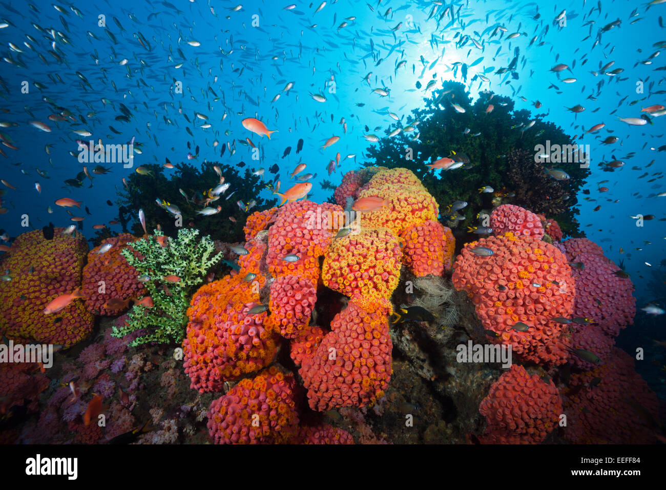 Reef of Orange Cup Corals, Tubastrea coccinea, Triton Bay, West Papua ...