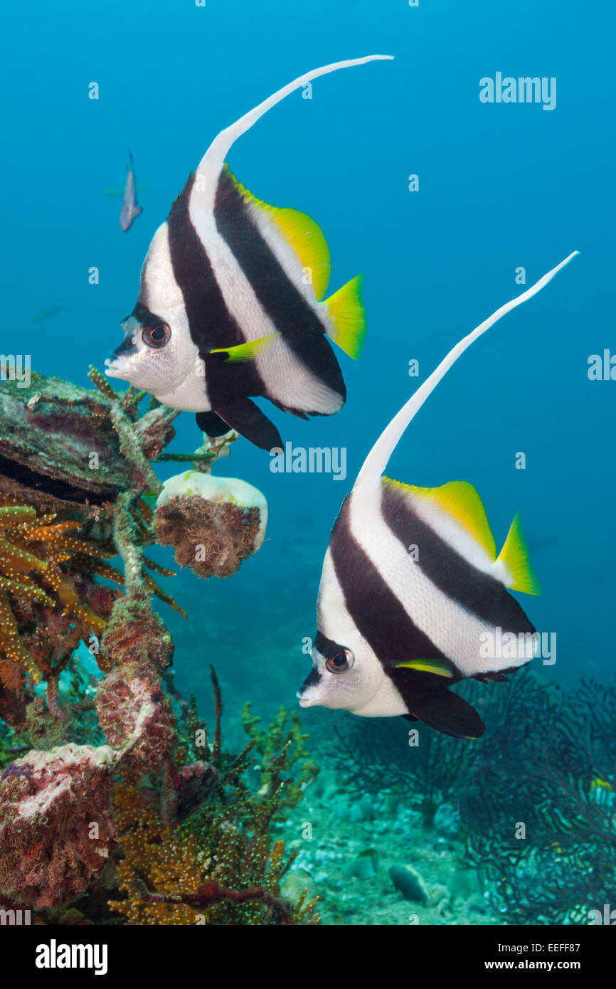 Longfin bannerfishes hi-res stock photography and images - Alamy