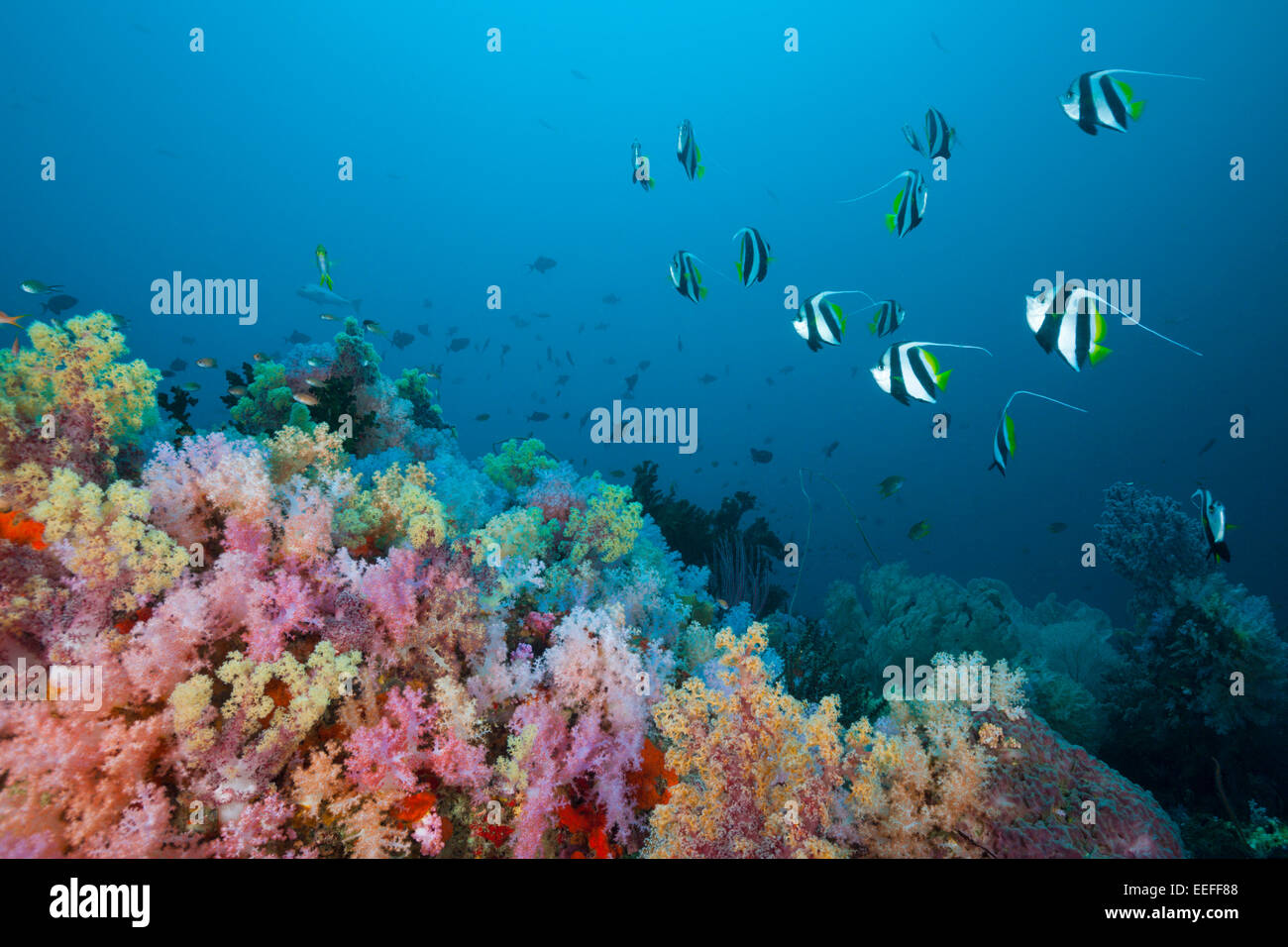 Longfin Bannerfish over Soft Coral Reef, Heniochus acuminatus, Triton ...