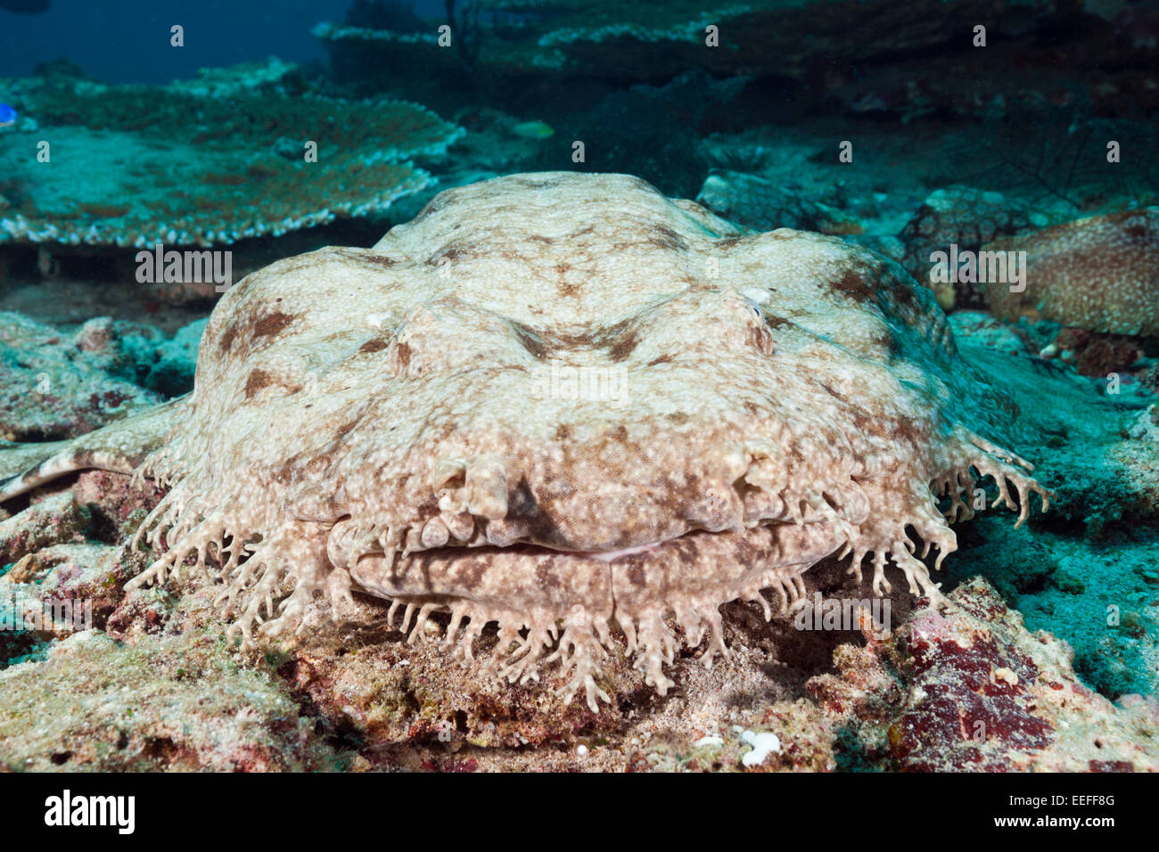 Wobbegong shark hi-res stock photography and images - Alamy