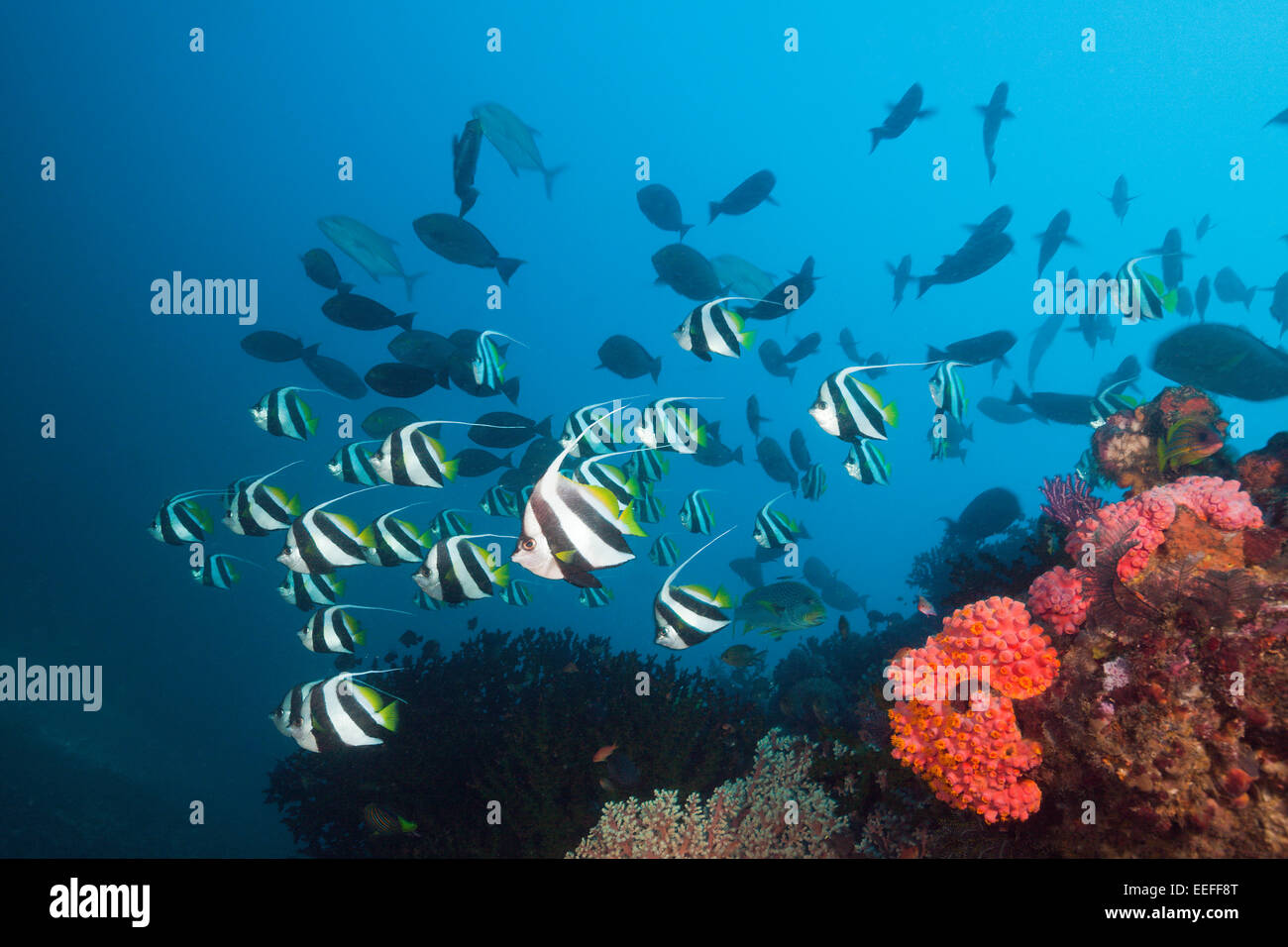 Longfin Bannerfish over Coral Reef, Heniochus acuminatus, Triton Bay ...