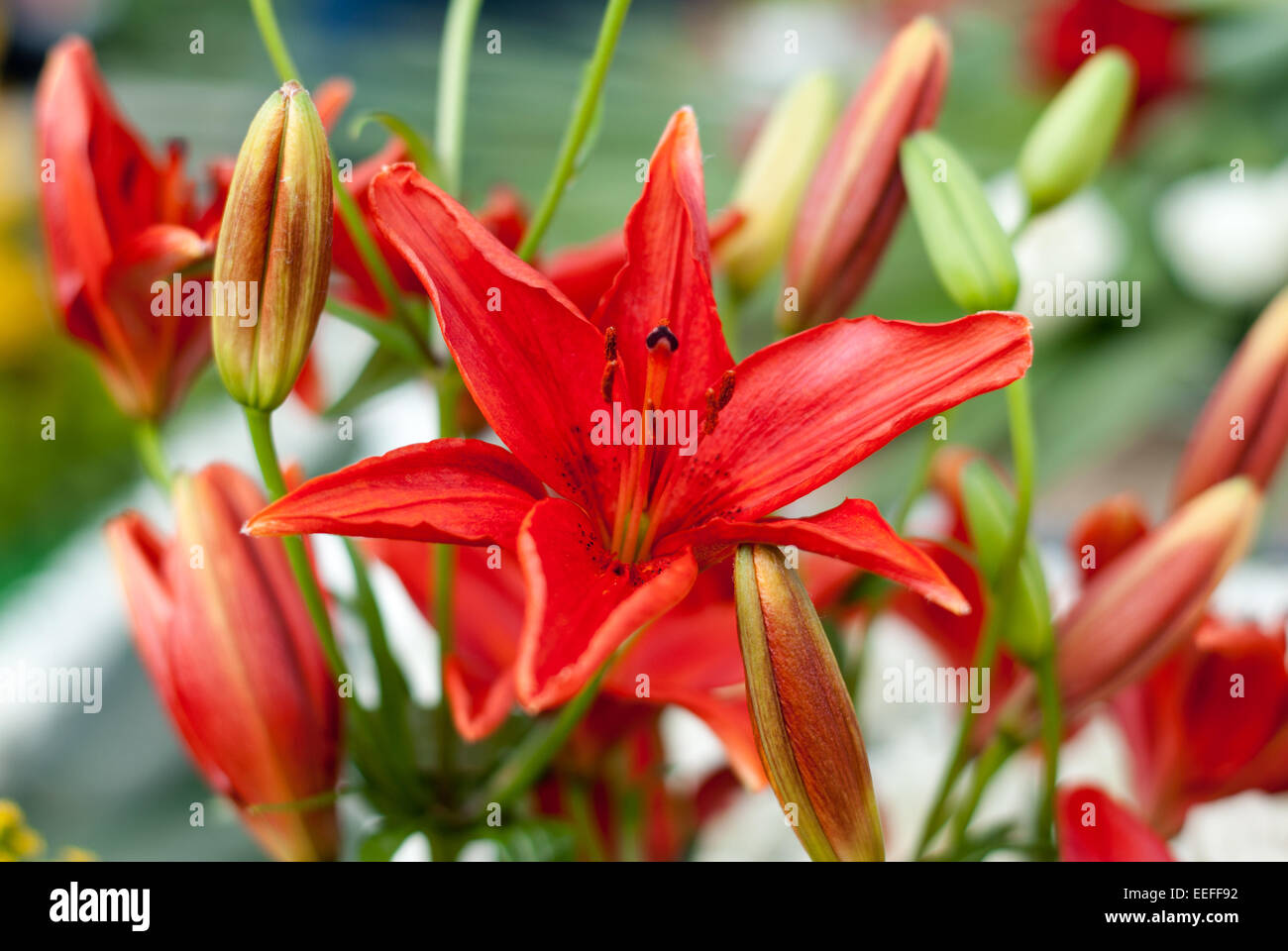 Red lily flower with flower buds in nature Stock Photo - Alamy