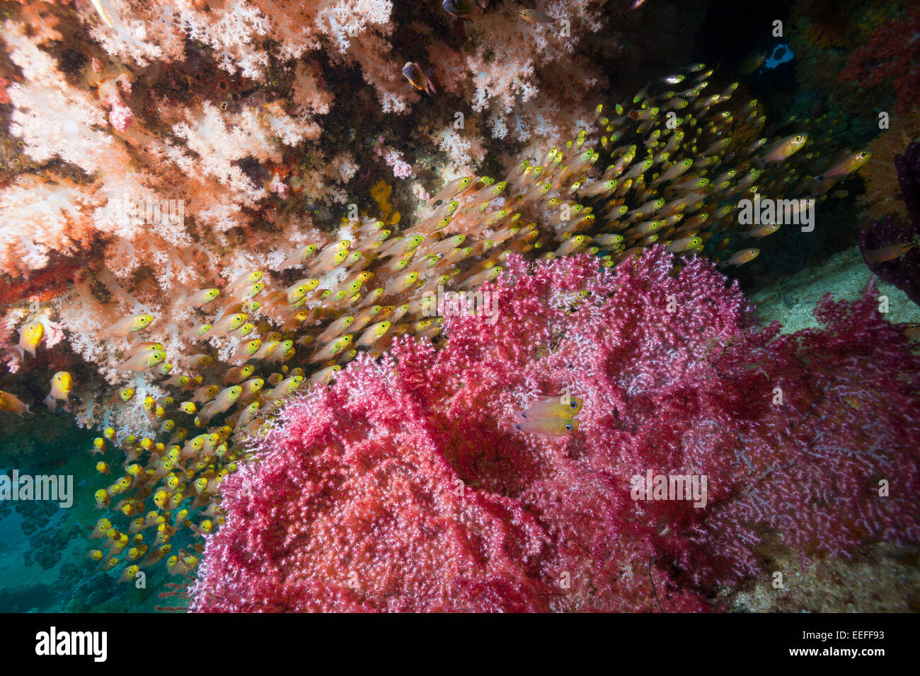 Pygmy sweeper coral reef triton bay hi-res stock photography and images ...