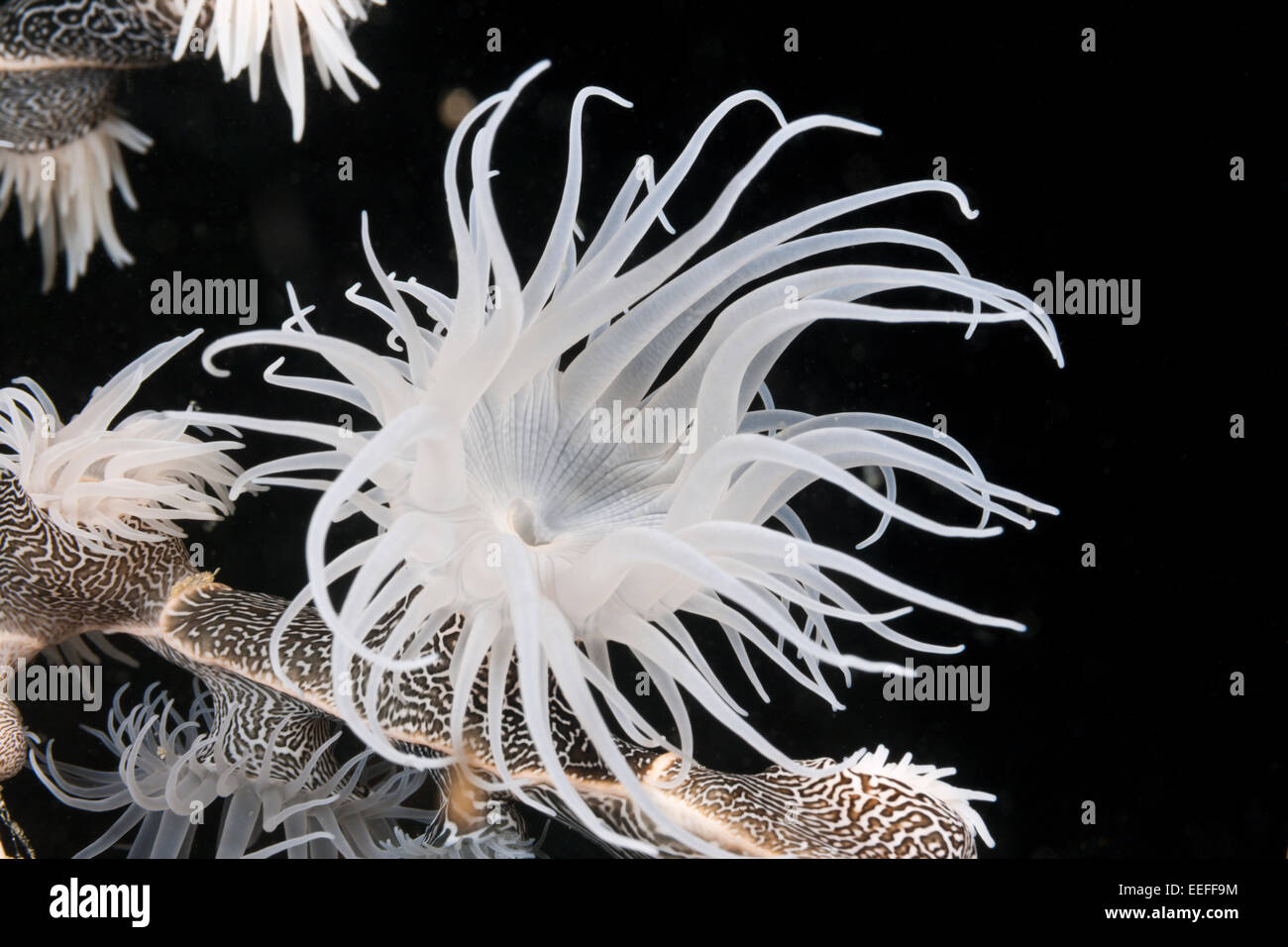 Nemanthus Annamensis High Resolution Stock Photography and Images - Alamy