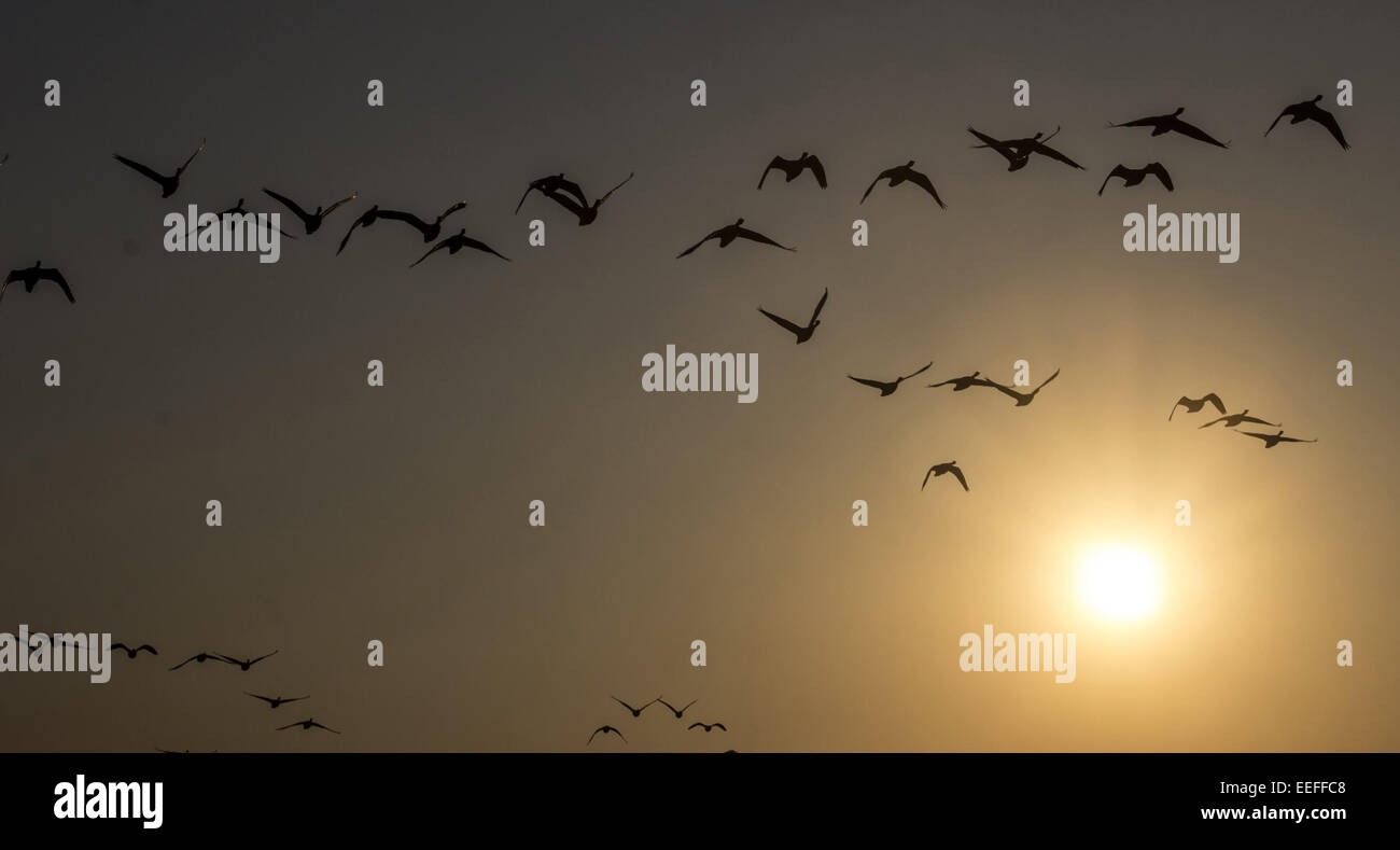 Sivasagar, Assam, India. 17th Jan, 2015. Migratory bar-headed geese fly ...