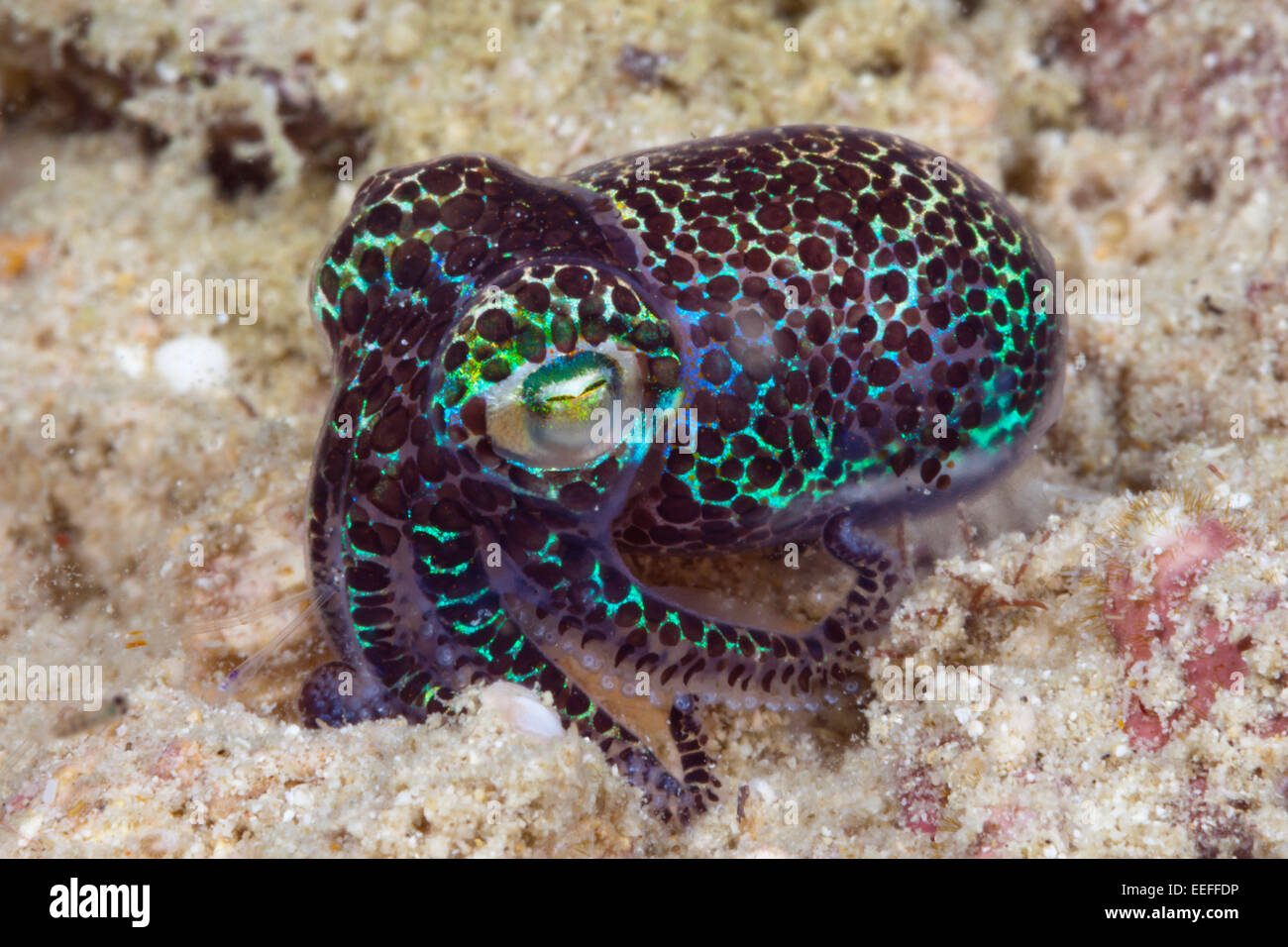 Berrys Bobtail Cuttlefish, Euprymna berryi, Triton Bay, West Papua ...