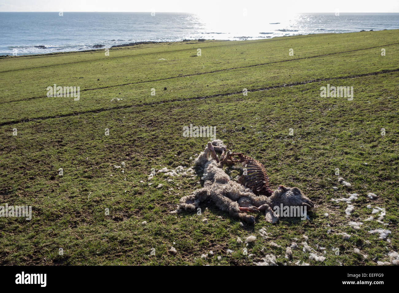 Dead sheep hi-res stock photography and images - Alamy