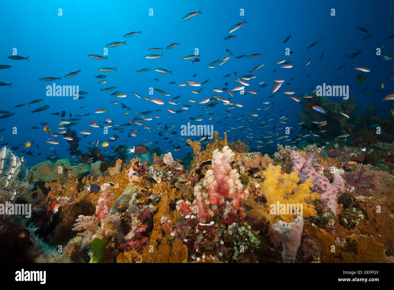 Chromis coral reef tanimbar islands hi-res stock photography and images ...
