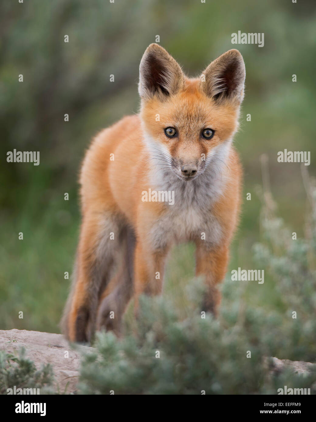 Vulpes vulpes montana hi-res stock photography and images - Alamy