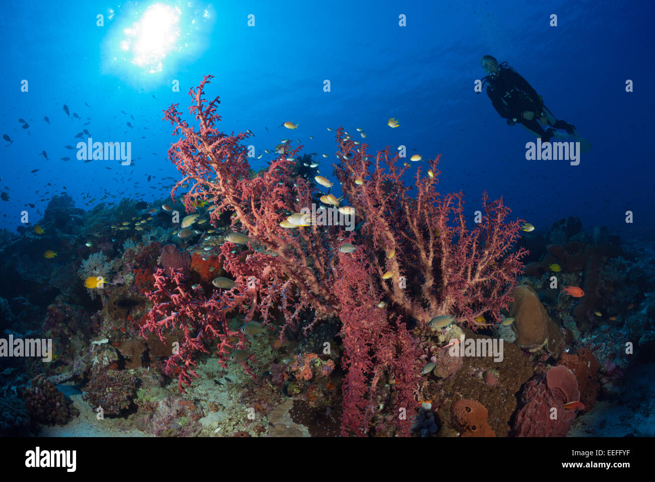 Scuba Diver over Coral Reef, Kai Islands, Moluccas, Indonesia Stock ...
