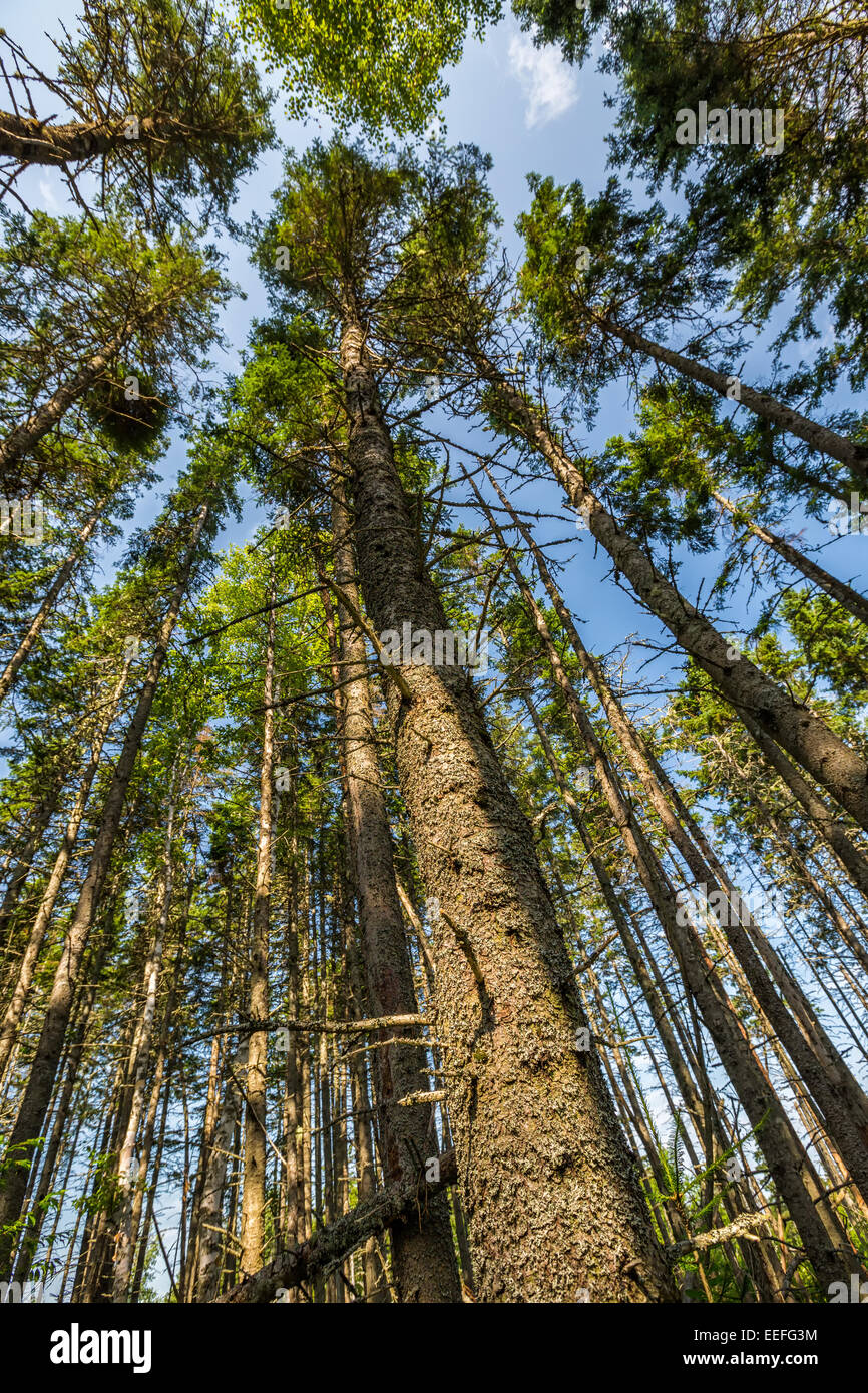 Looking up in the Haunted Forest in Prince Edward Island National Park ...