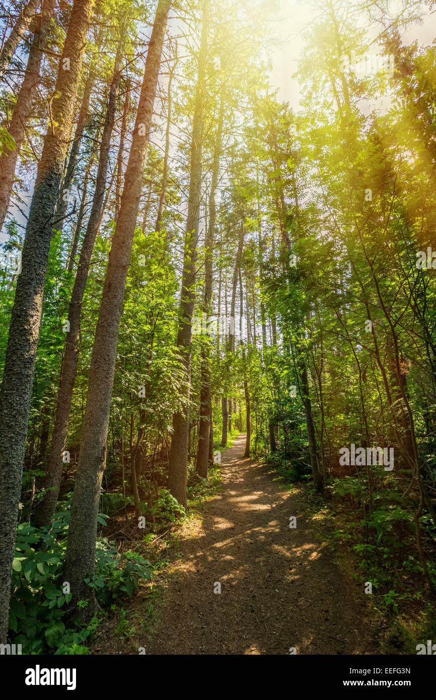 The sun highlights a pathway through the Haunted Forest in Prince ...