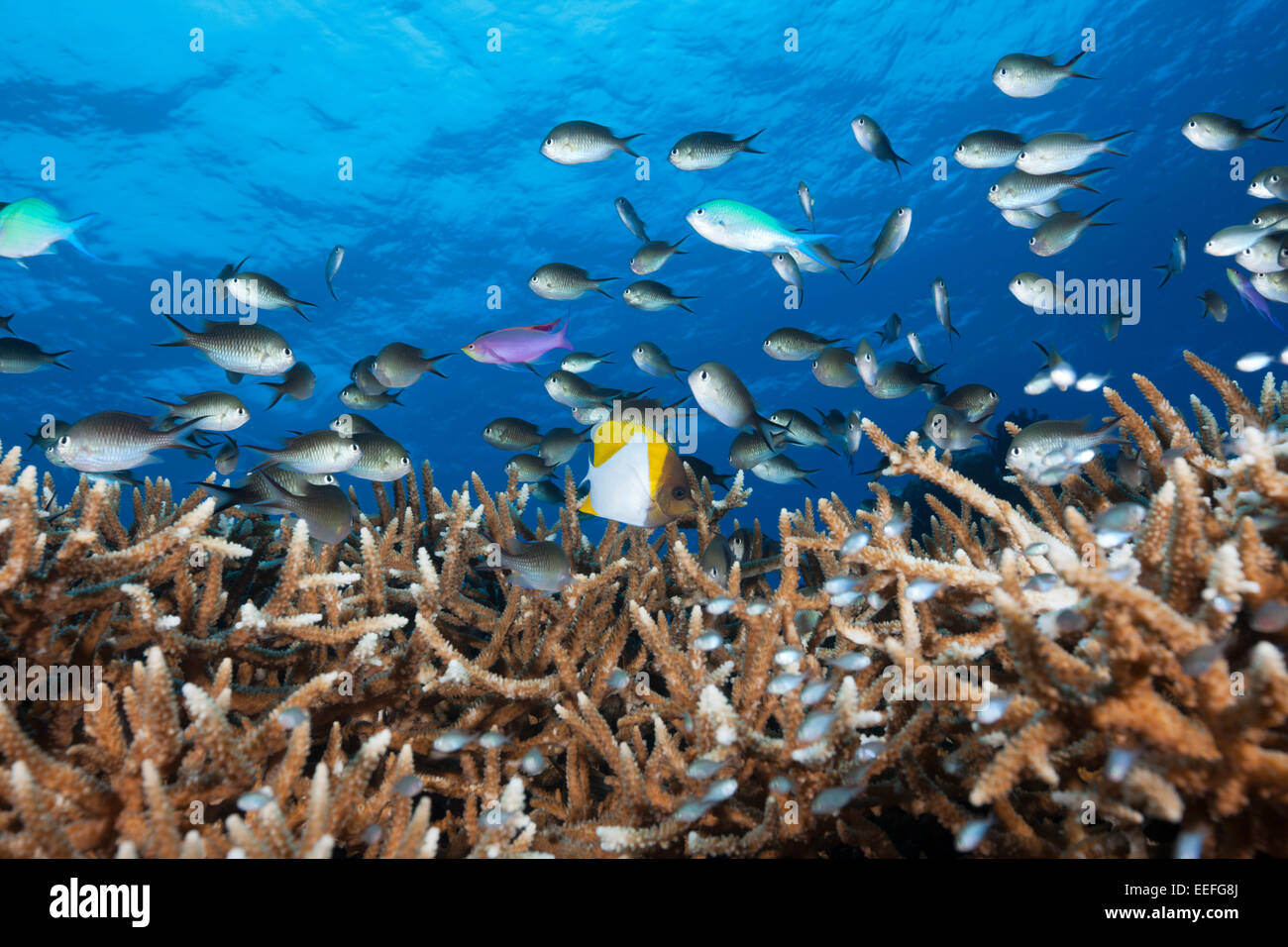 Chromis over Coral Reef, Chromis sp., Kai Islands, Moluccas, Indonesia ...