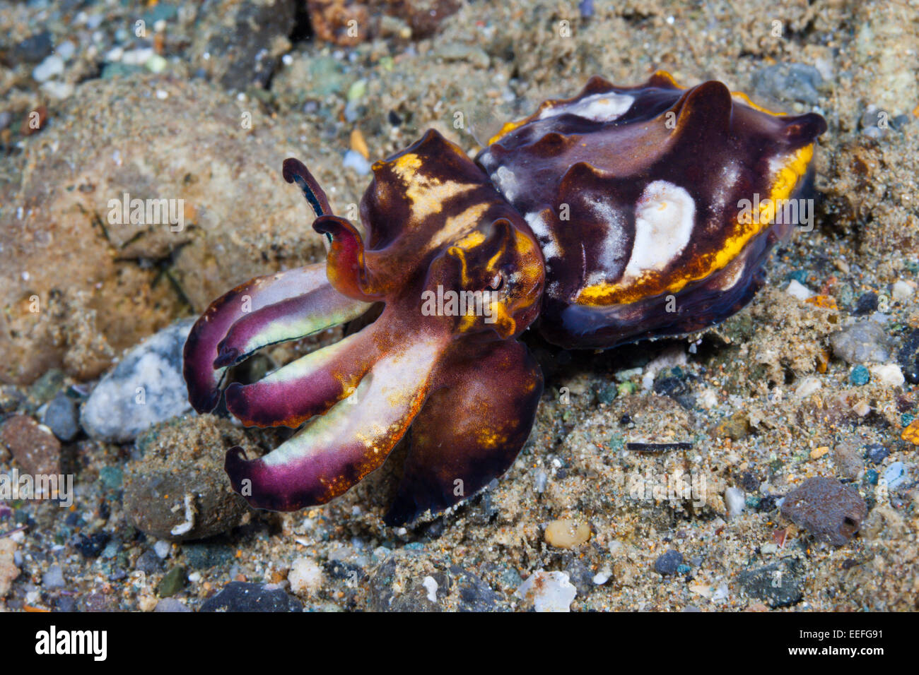 Pfeffers Flamboyant Cuttlefish, Metasepia pfefferi, Ambon, Moluccas ...