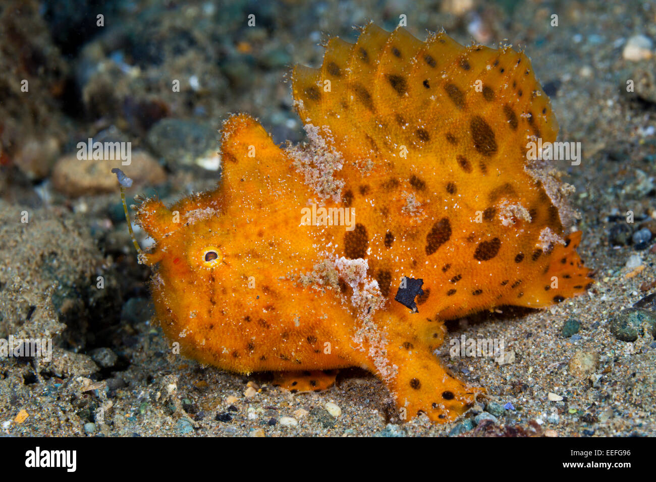 Orange Spotted Frogfish, Antennarius pictus, Ambon, Moluccas, Indonesia ...