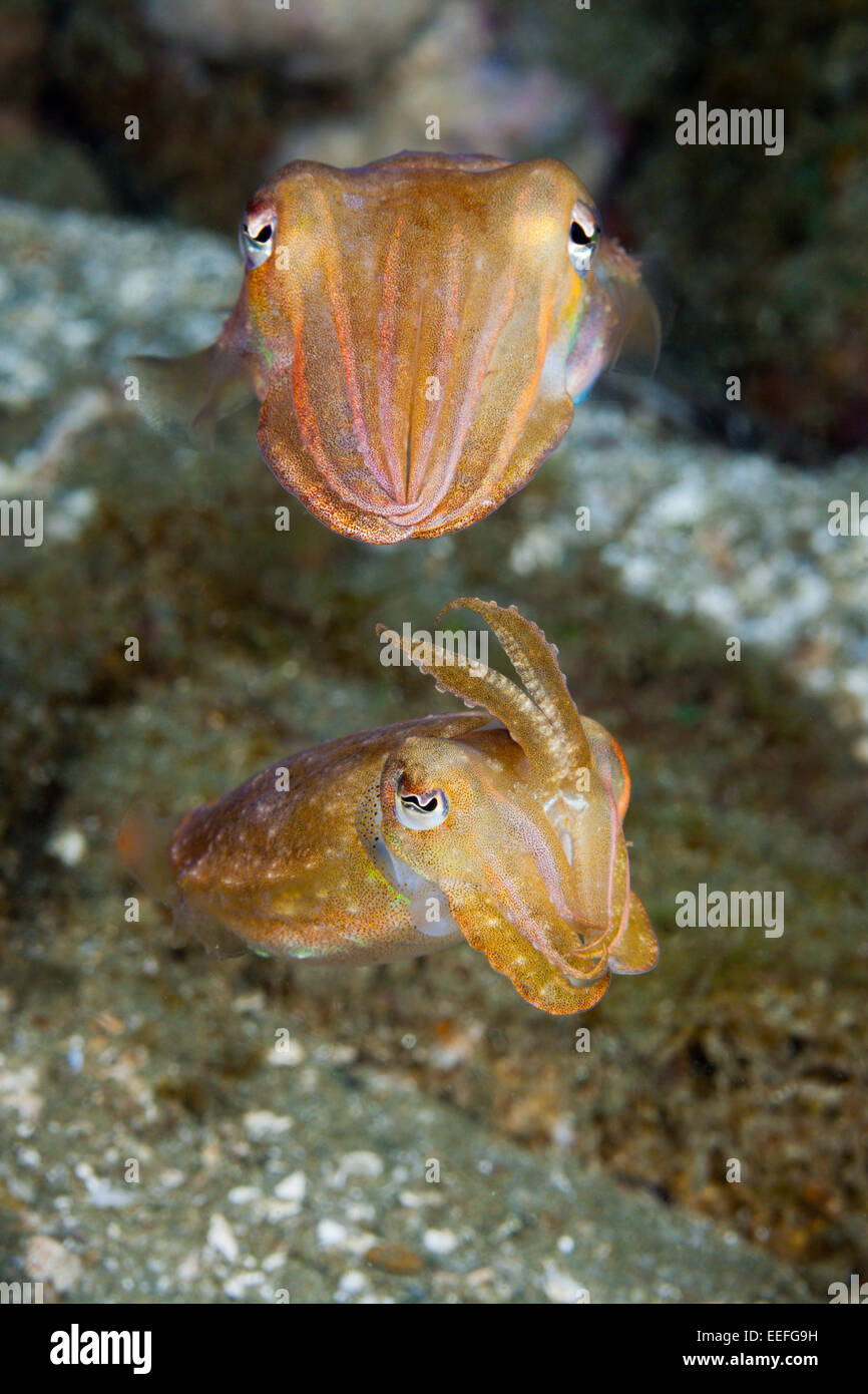 Sepia sp hi-res stock photography and images - Alamy