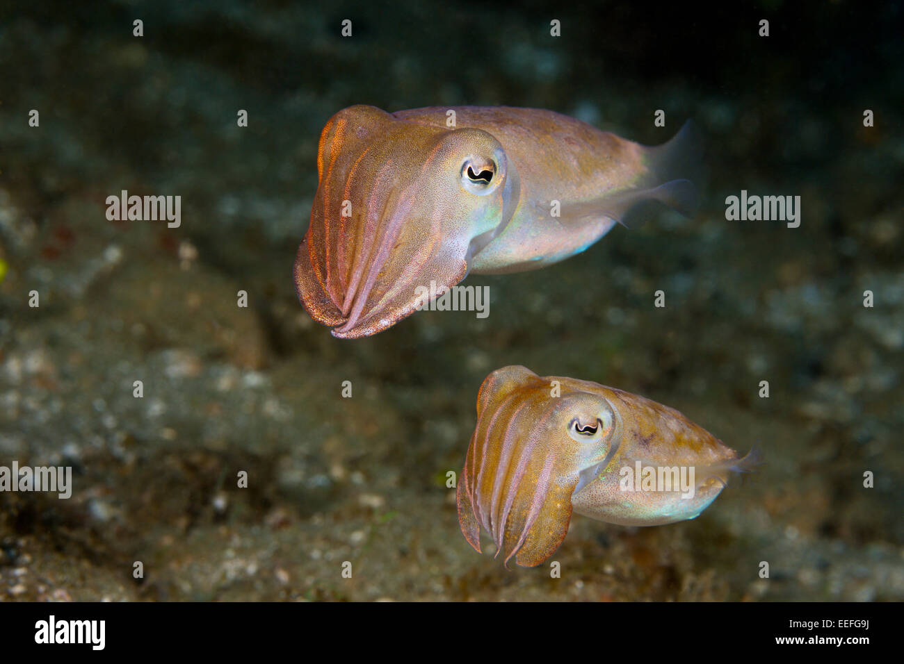 Courtship Display of Cuttlefish, Sepia sp., Ambon, Moluccas, Indonesia ...
