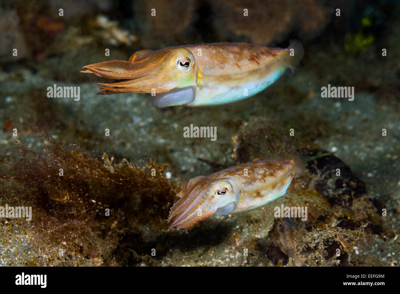 Sepia sp hi-res stock photography and images - Alamy