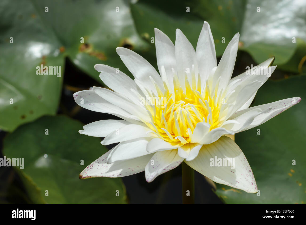 white leaf lotus flower on water Stock Photo - Alamy