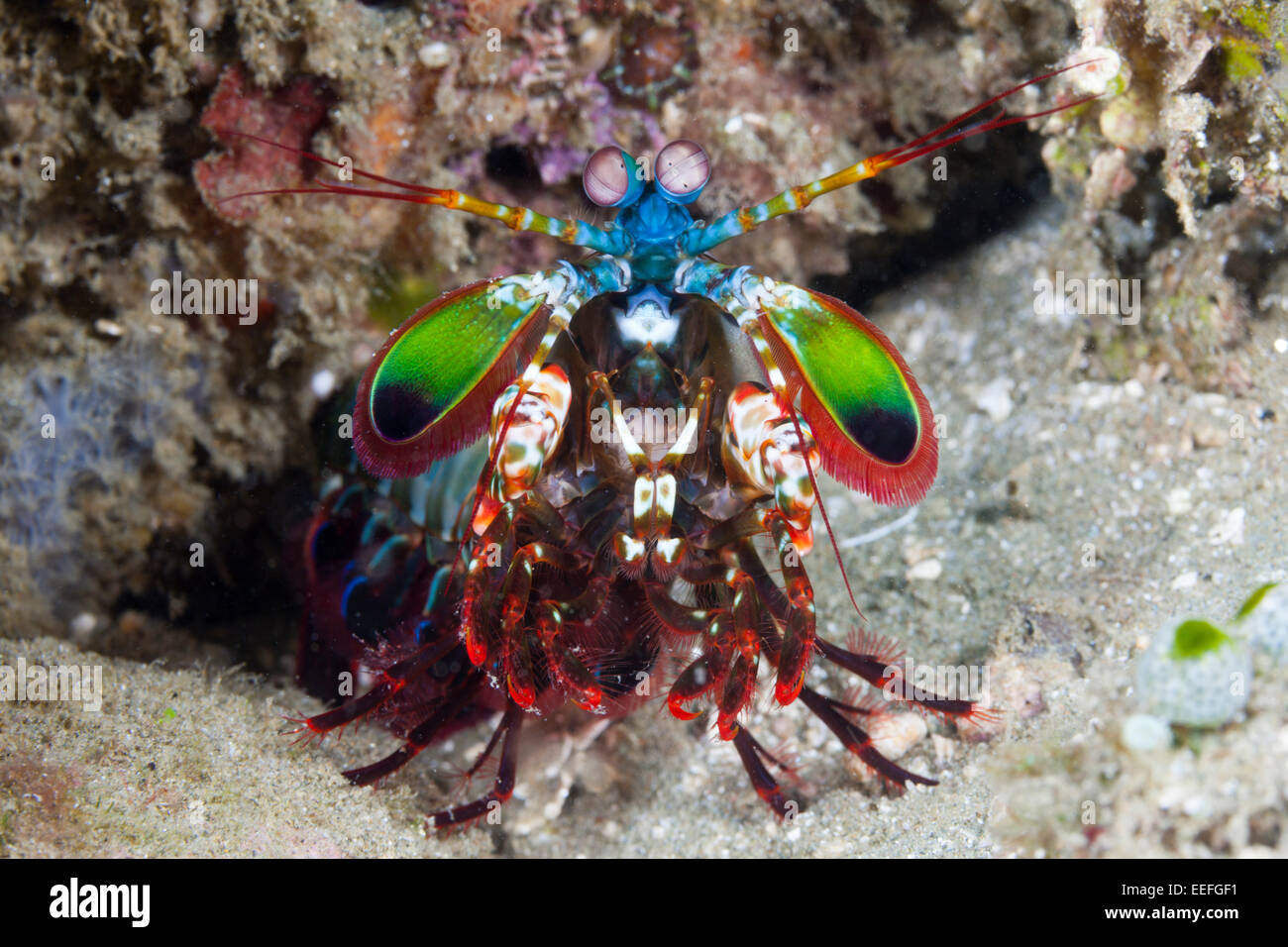 Colored mantis shrimps hi-res stock photography and images - Alamy