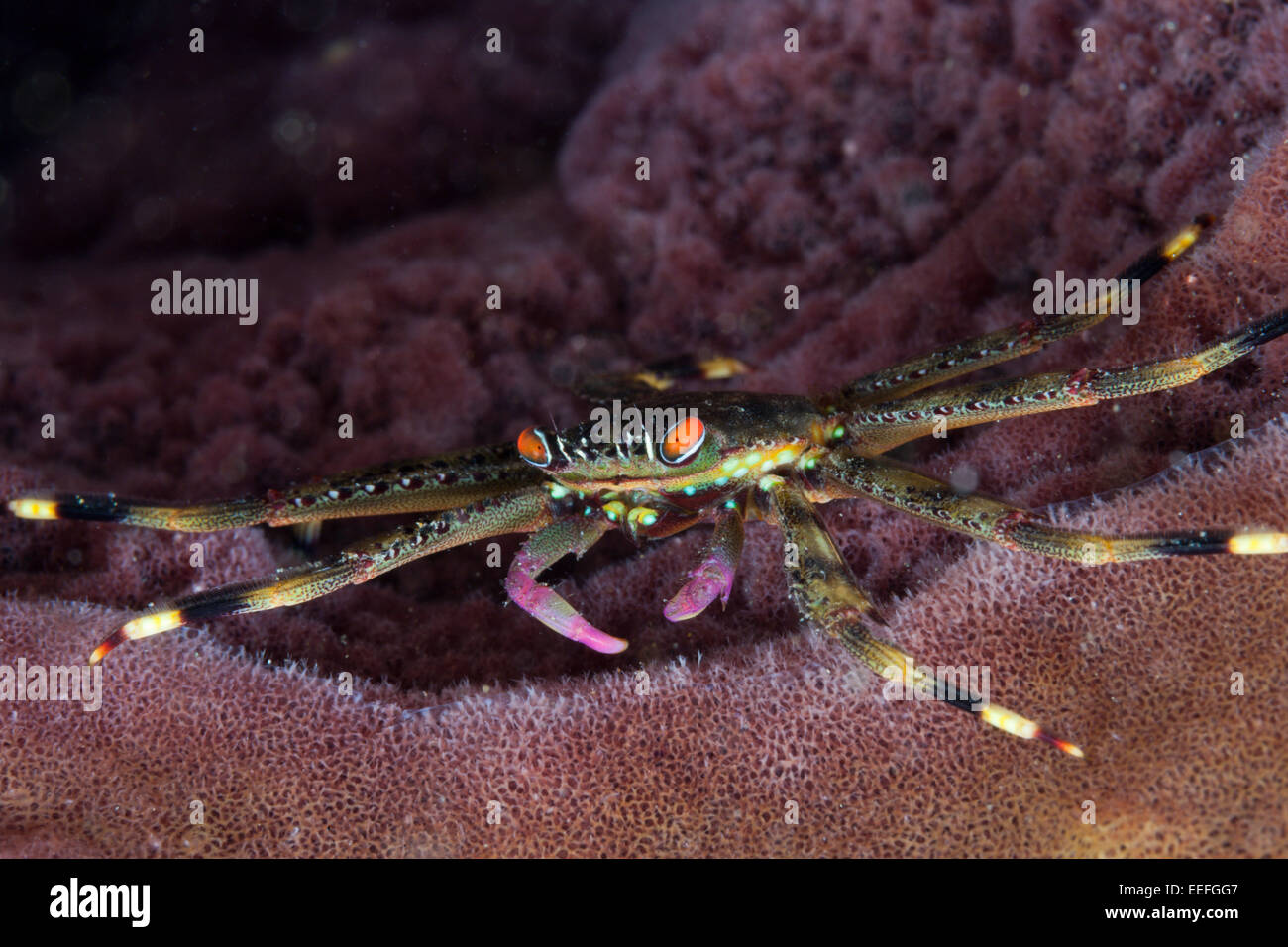 Coral Crab inside sponge, Trapezia sp., Ambon, Moluccas, Indonesia ...