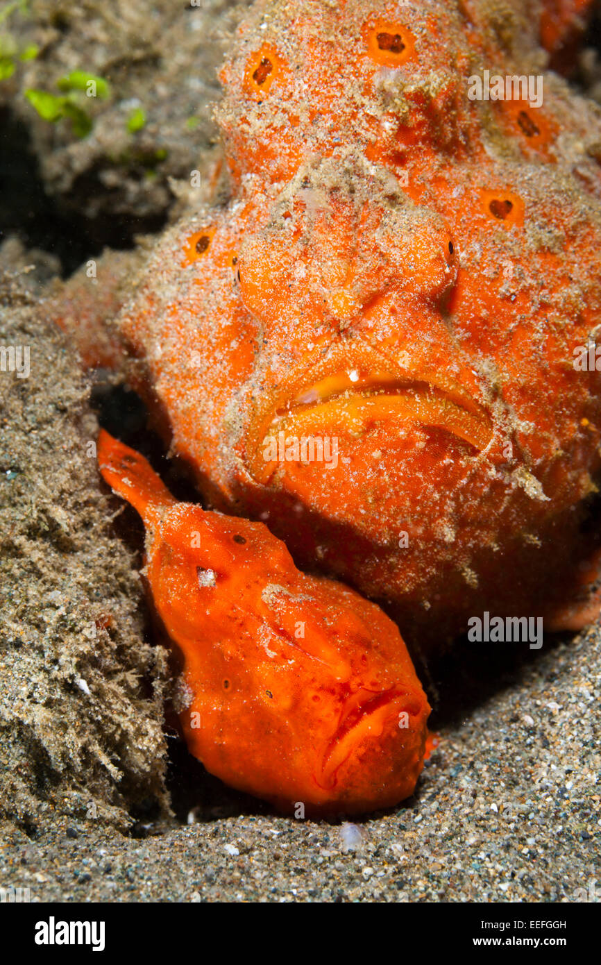 Pair of orange Spotted Frogfish, Antennarius pictus, Ambon, Moluccas ...