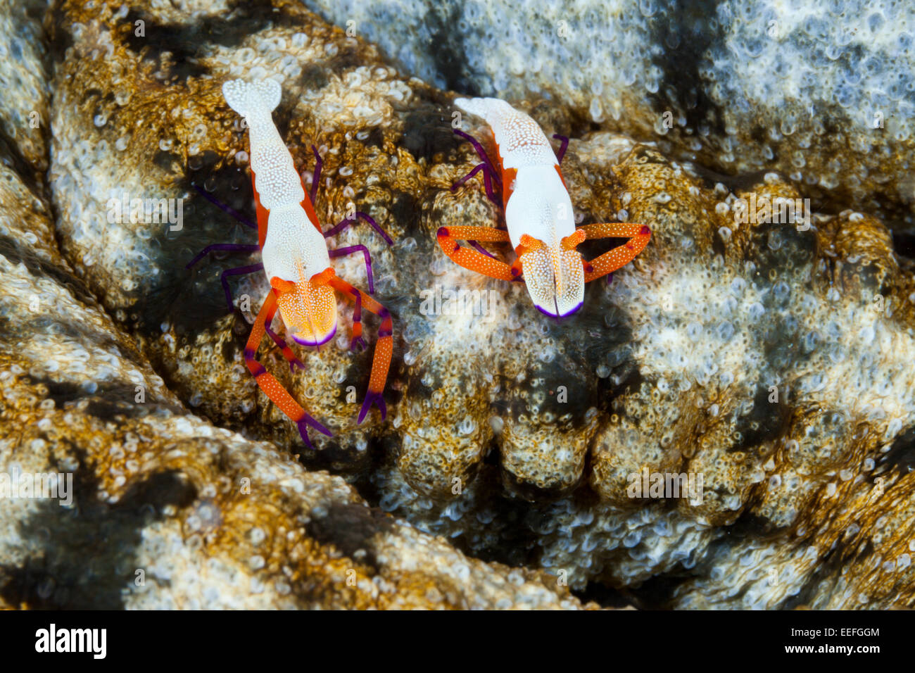 Pair of Emperor Shrimp, Periclimenes imperator, Ambon, Moluccas ...