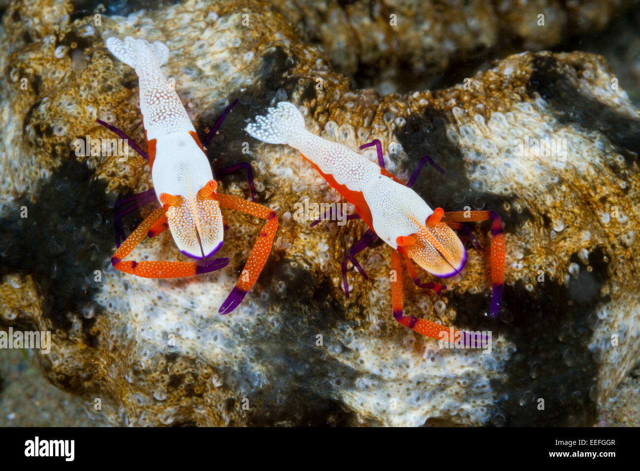 Pair of Emperor Shrimp, Periclimenes imperator, Ambon, Moluccas ...