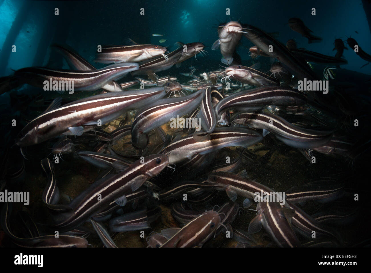 Striped eel catfish hi-res stock photography and images - Alamy