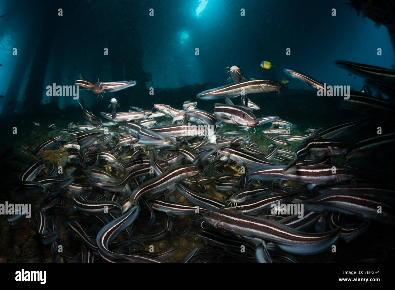 Striped eel catfish hi-res stock photography and images - Alamy