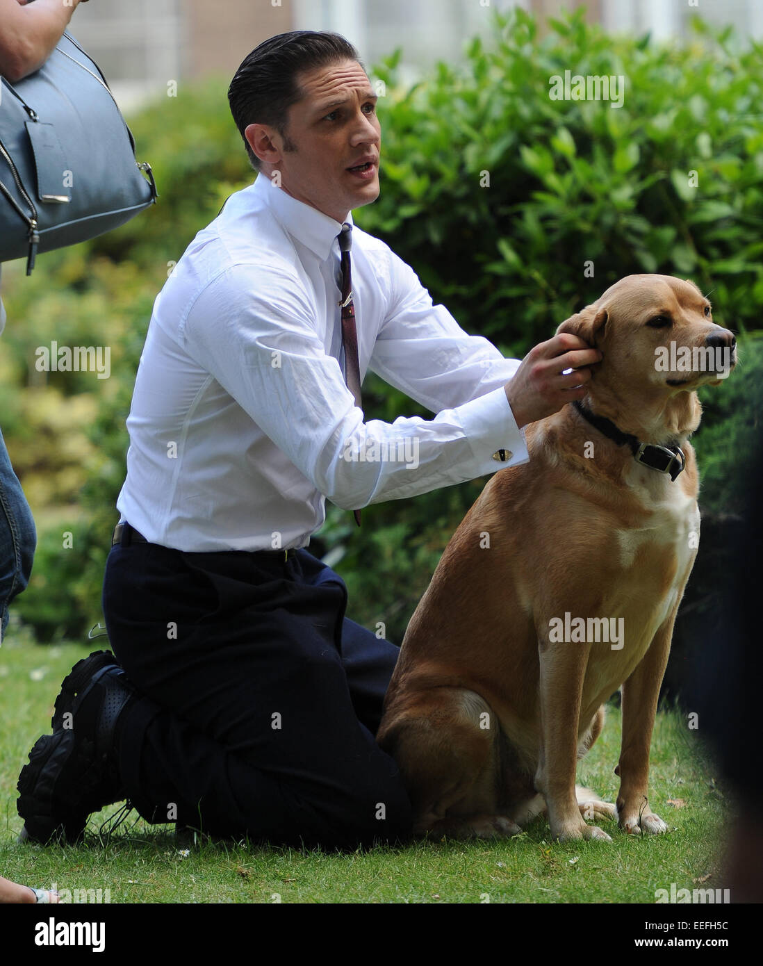 Tom Hardy playing with his dog during a break from filming 'Legend' in ...