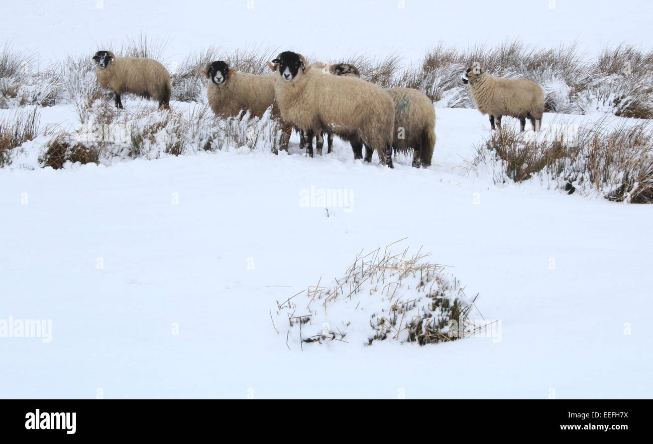sheep in snow Stock Photo - Alamy sheep in snow Stock Photo - Alamy