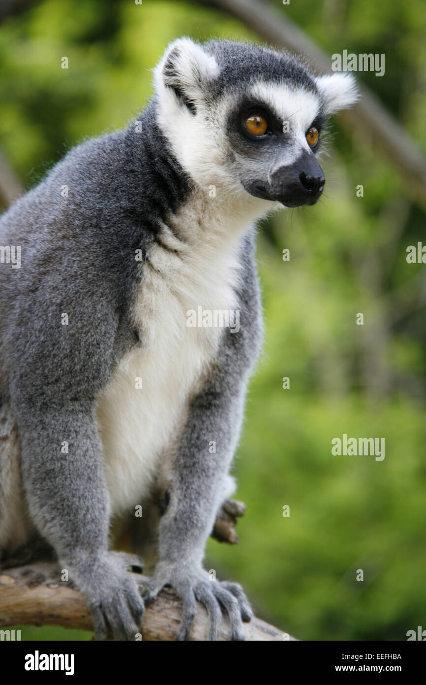 Madagaskar tier hi-res stock photography and images - Alamy
