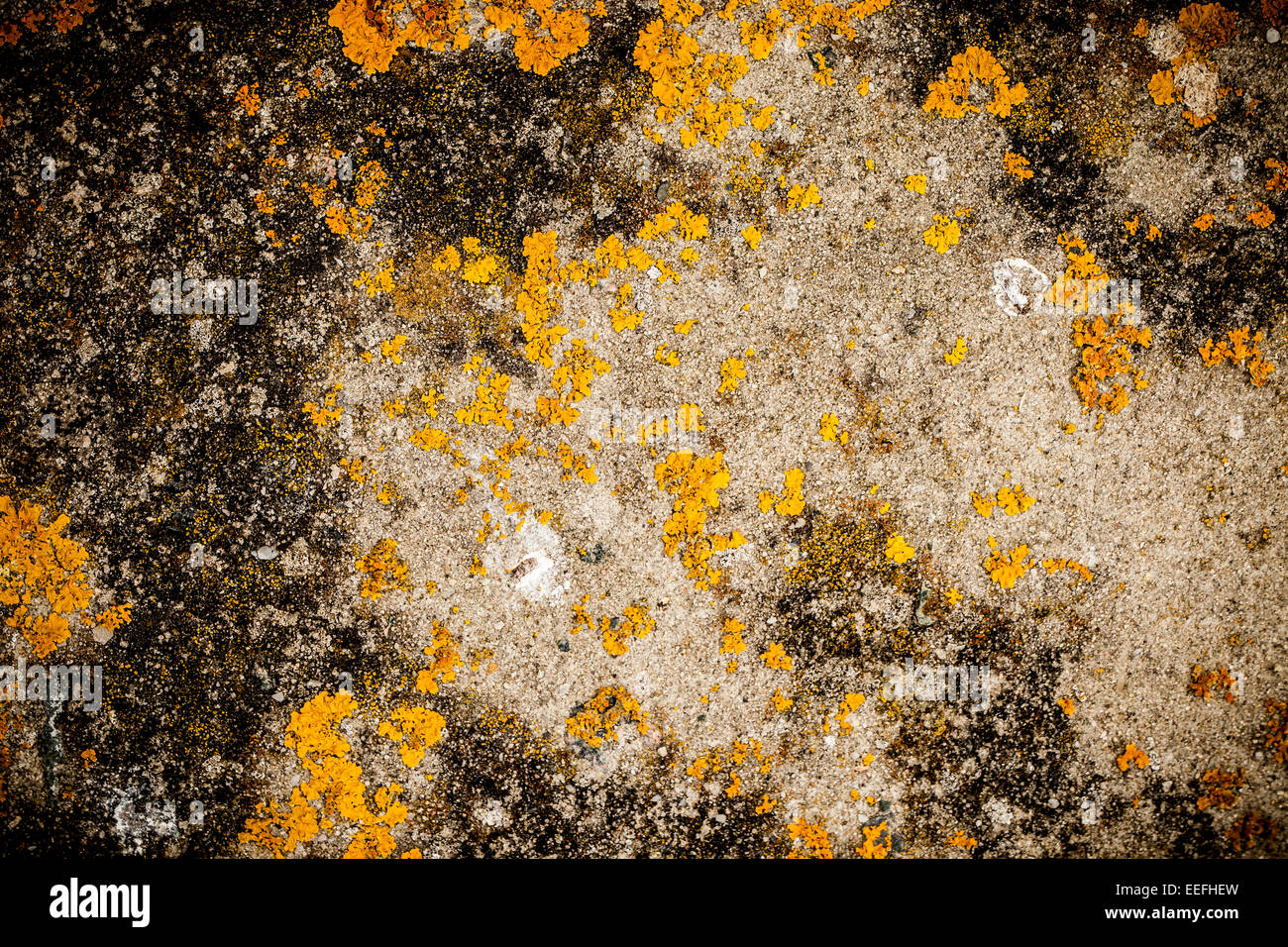 Colourful fungi growing on a rock Stock Photo - Alamy