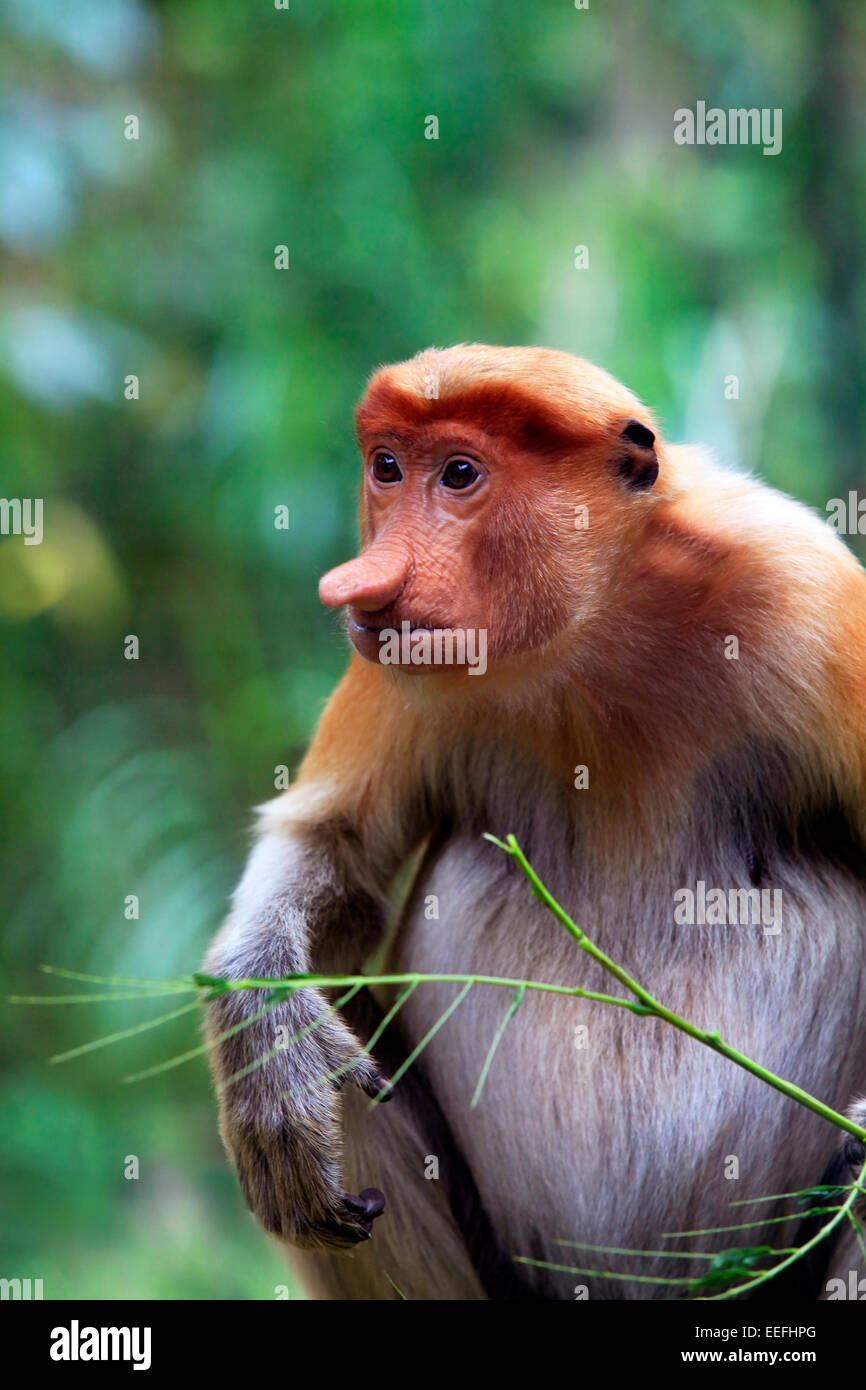 Proboscis Monkeys, Nasalis larvatus, or long-nosed monkeys, the worlds ...