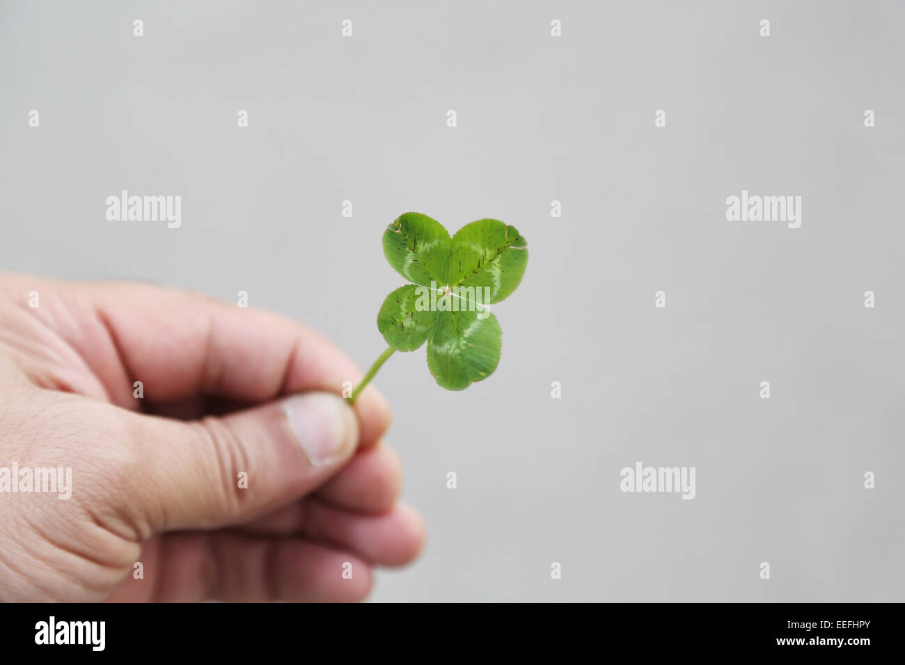 Four Leaf Clover in his Left Hand and free advertising space Stock ...