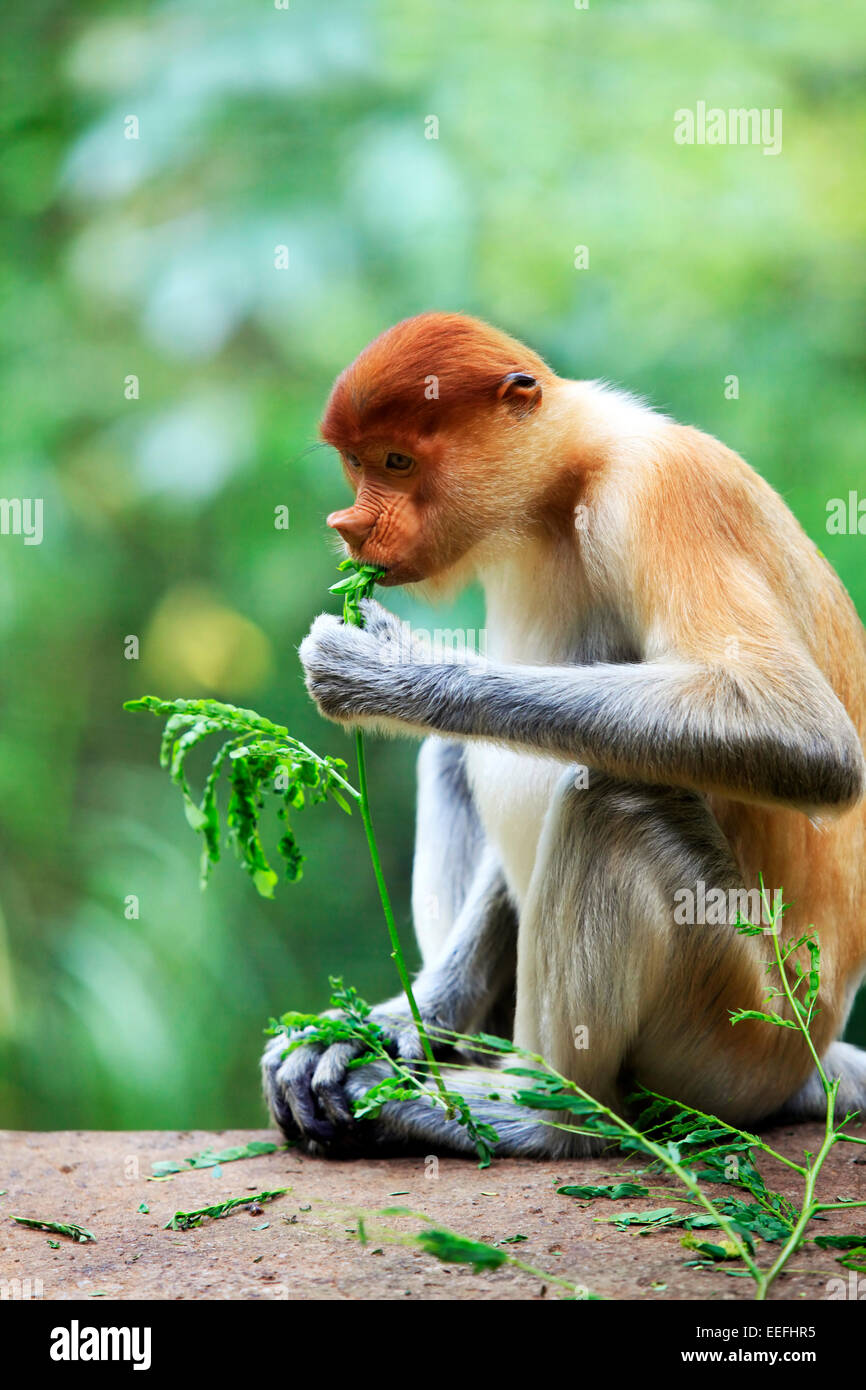 Proboscis Monkeys, Nasalis larvatus, or long-nosed monkeys, the worlds ...