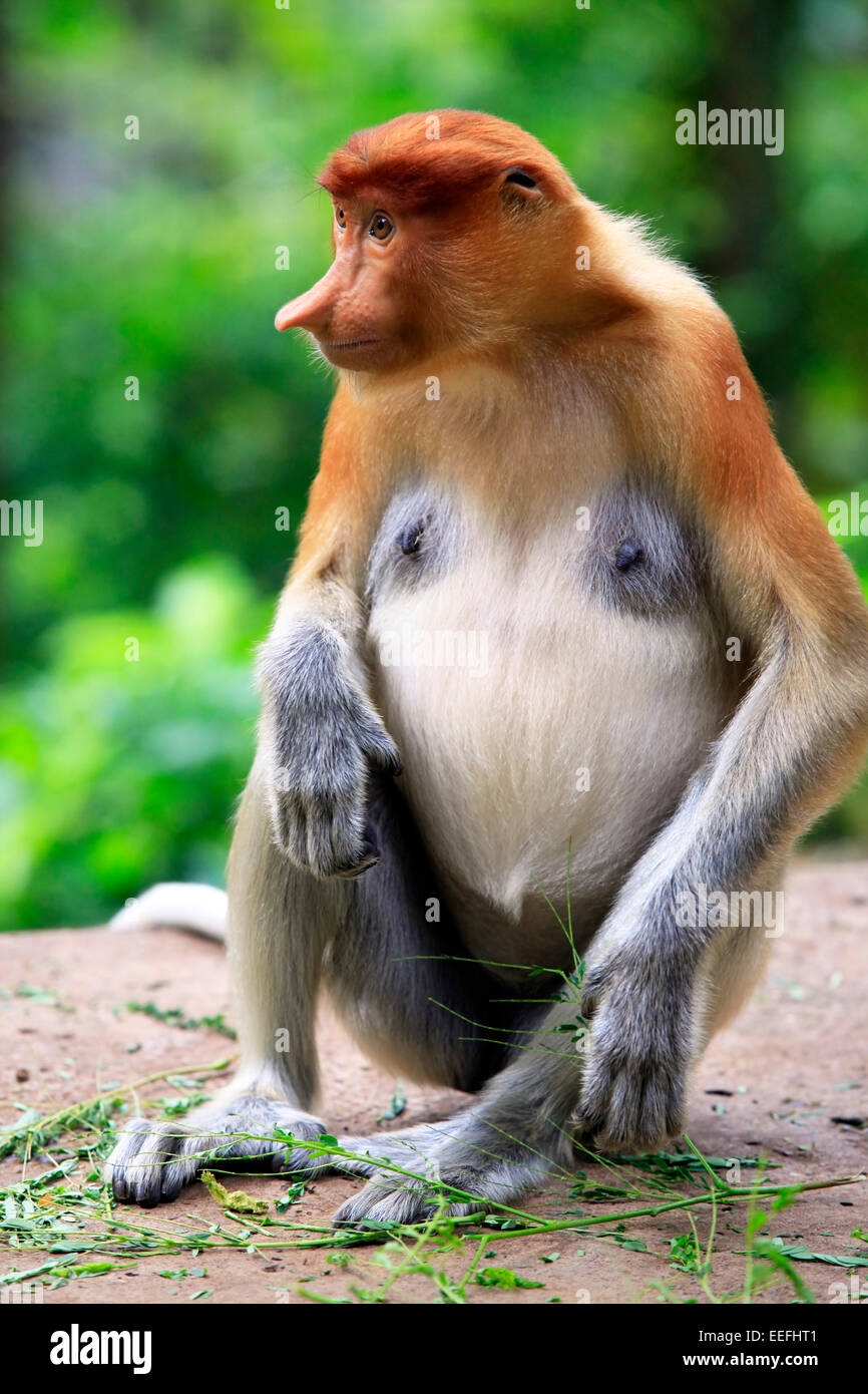 Big nose monkey hi-res stock photography and images - Alamy