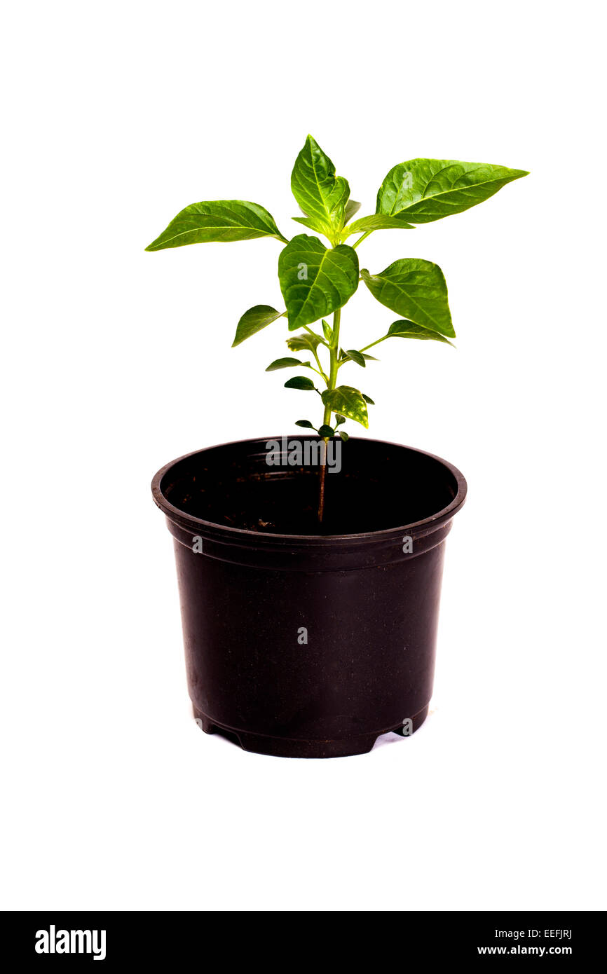 Green chilli plant Cut Out Stock Images & Pictures - Alamy