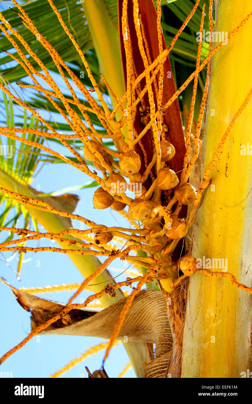 fruit of the coconut palm Stock Photo - Alamy
