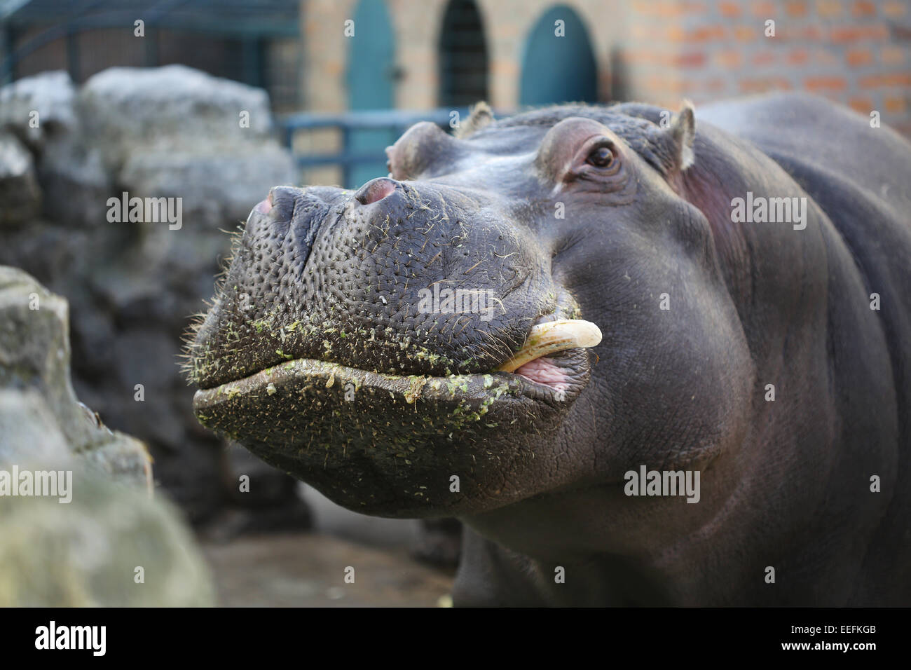 Big Hippo Resting and Eating The Grass Stock Photo - Alamy