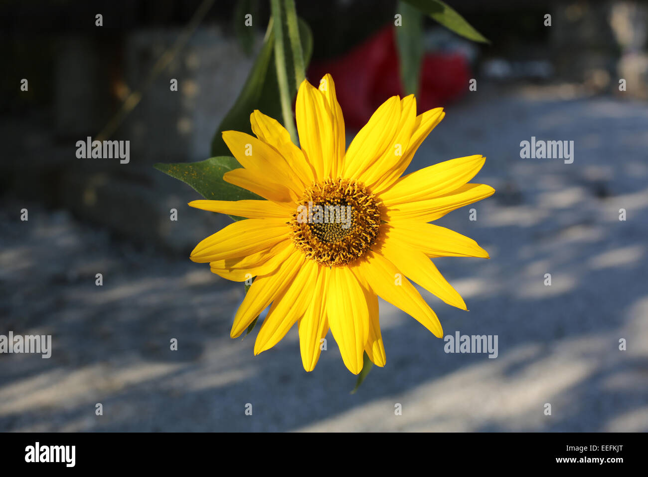Young Sunflower Bloomed Stock Photo - Alamy