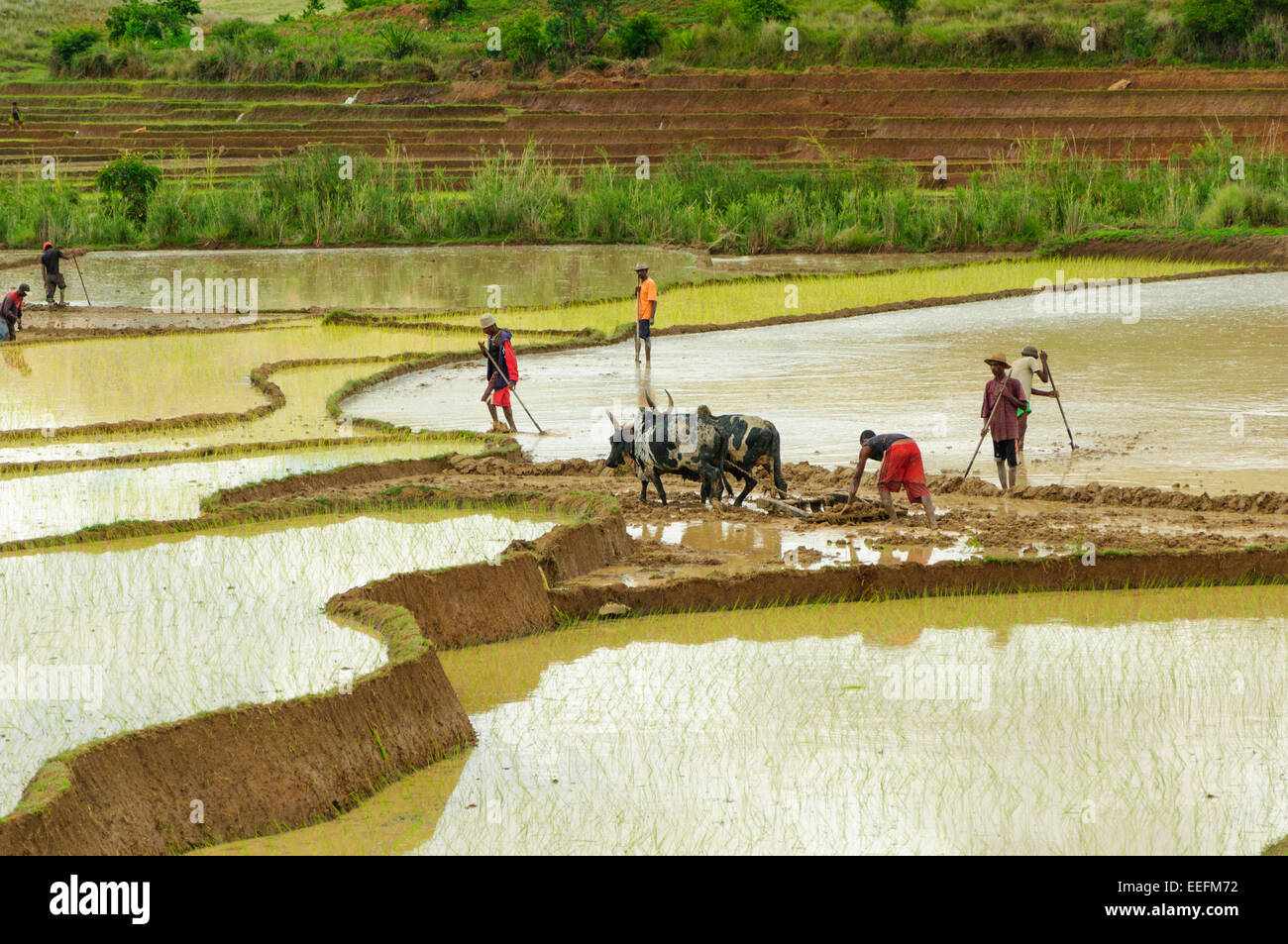Rice farmers working on rice fields in central Madagascar Stock Photo ...
