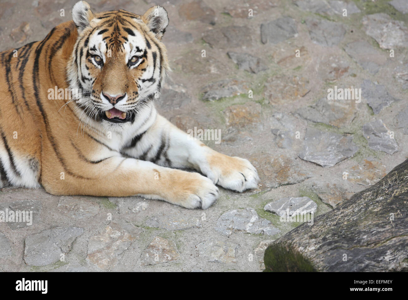 Sunda tiger hi-res stock photography and images - Alamy