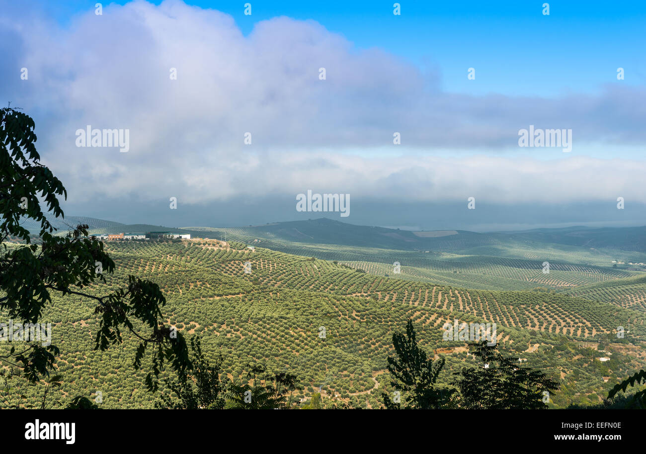 View over Olive Trees near Cazorla Jean Province Andalusia Spain Stock ...