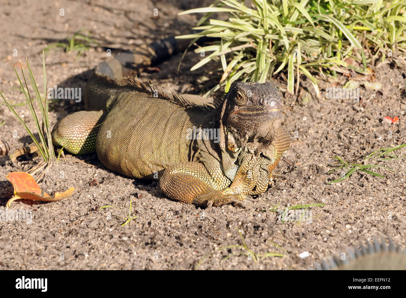 Exotic lizard in the wild standing Stock Photo - Alamy
