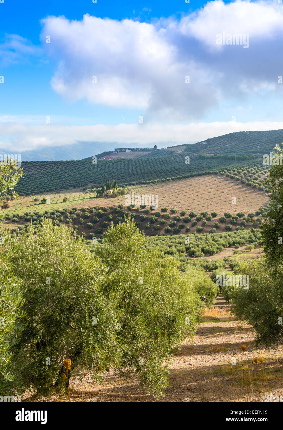 Olive trees spain hi-res stock photography and images - Alamy