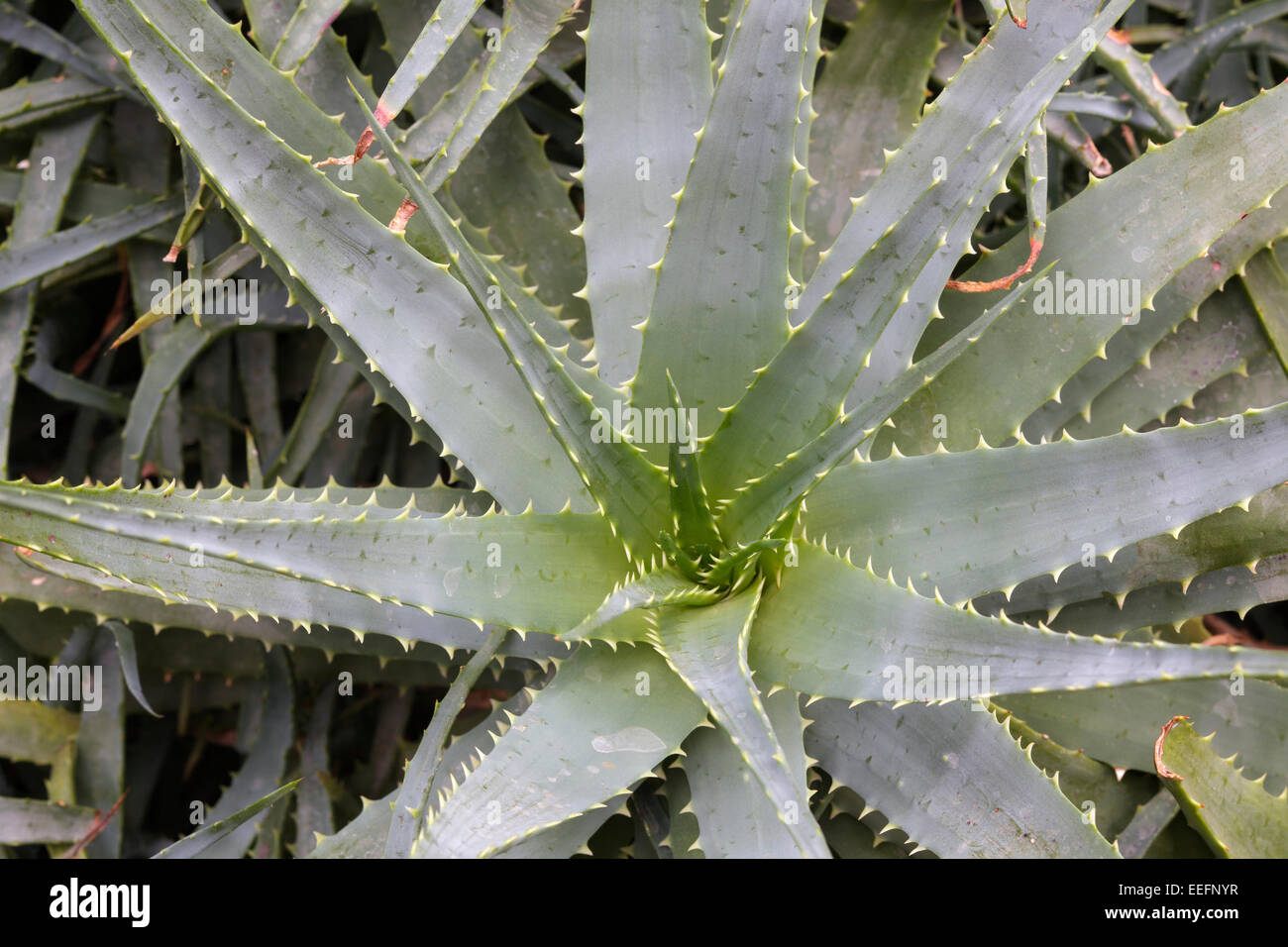 Aloe spinosissima hi-res stock photography and images - Alamy